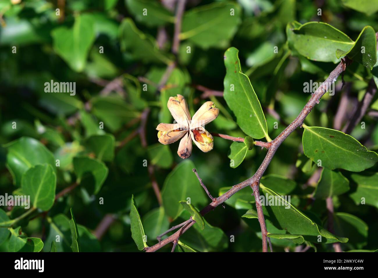 Soap bark tree (Quillaja saponaria) is an evergreen tree endemic to ...