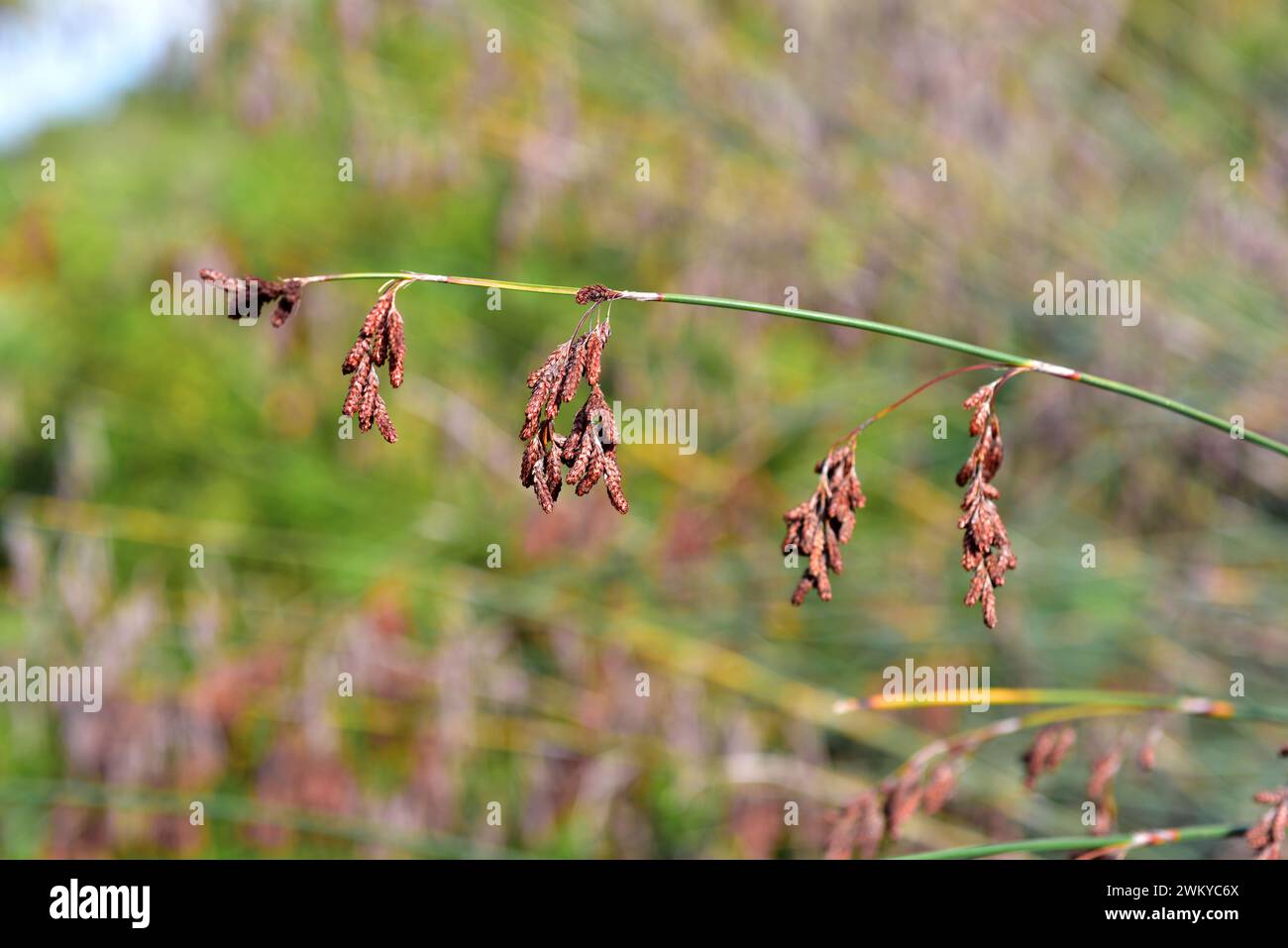 Albertinia thatching reed (Thamnochortus insignis) is a perennial plant ...