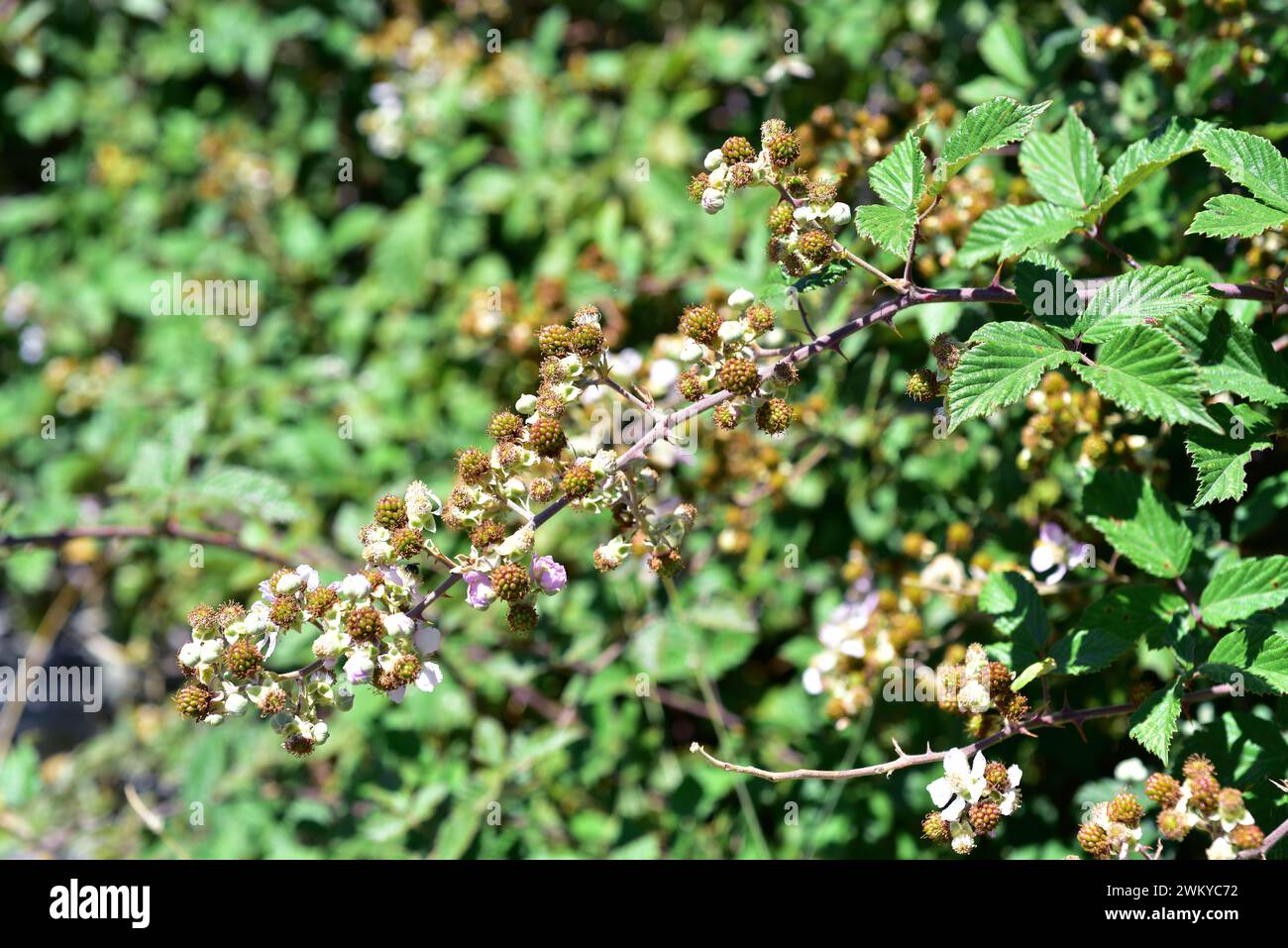 Zarzamora zarzamora zarza hi-res stock photography and images - Alamy