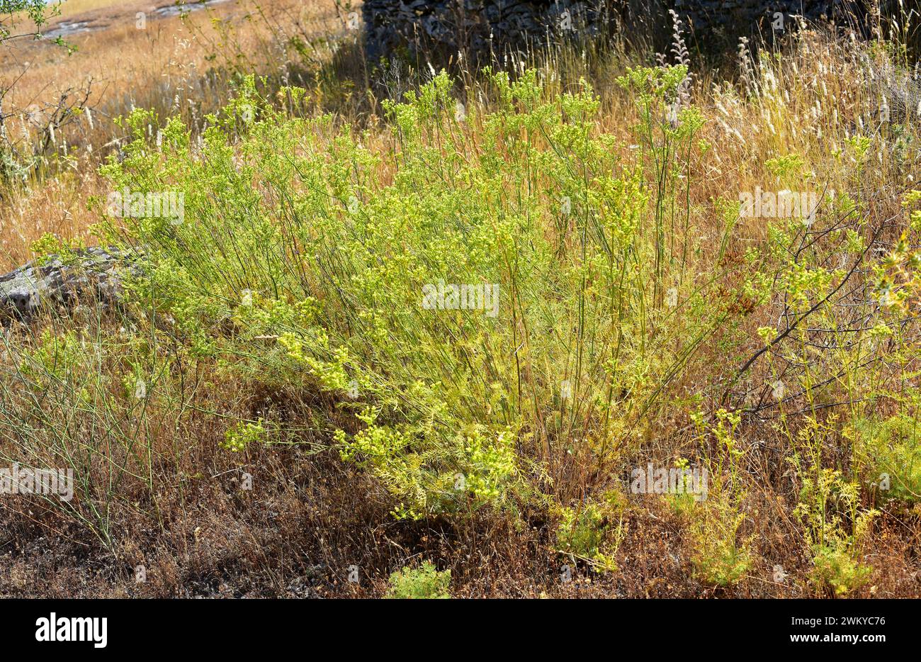 Fringed rue (Ruta chalepensis) is a medicinal perennial herb native to ...