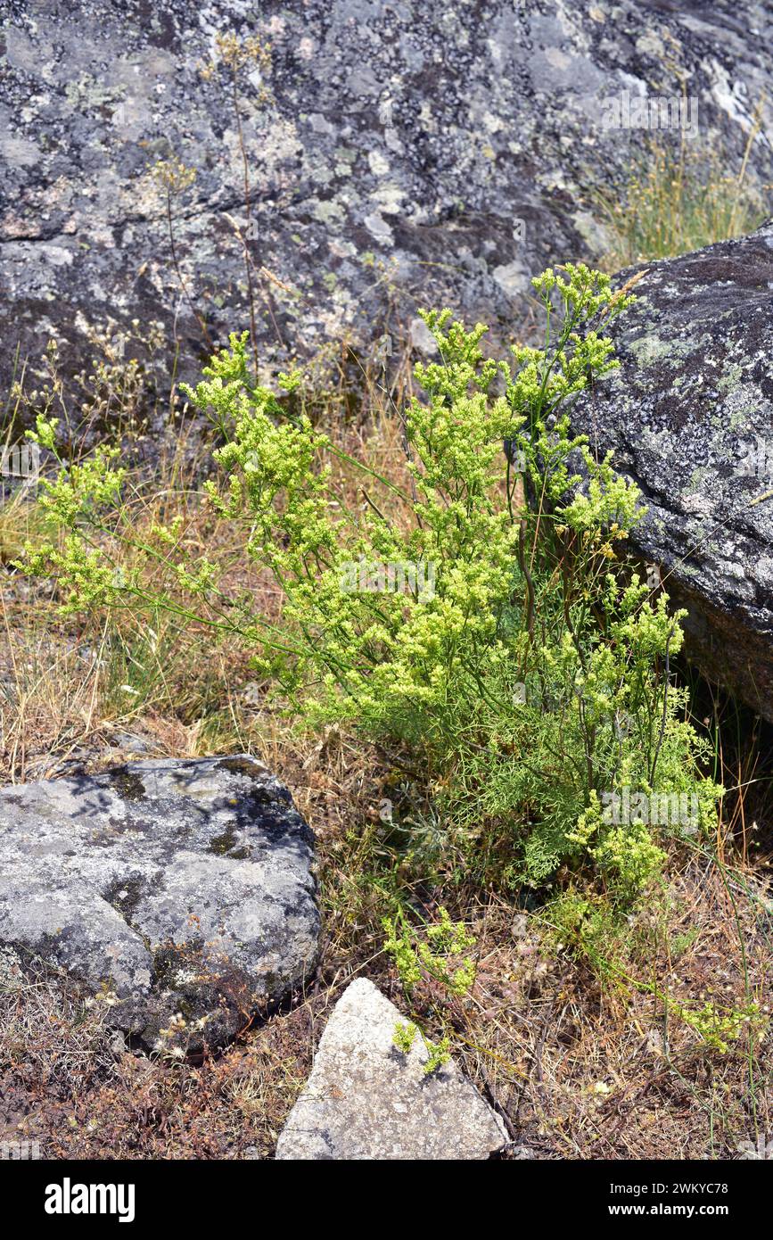 Fringed rue (Ruta chalepensis) is a medicinal perennial herb native to ...
