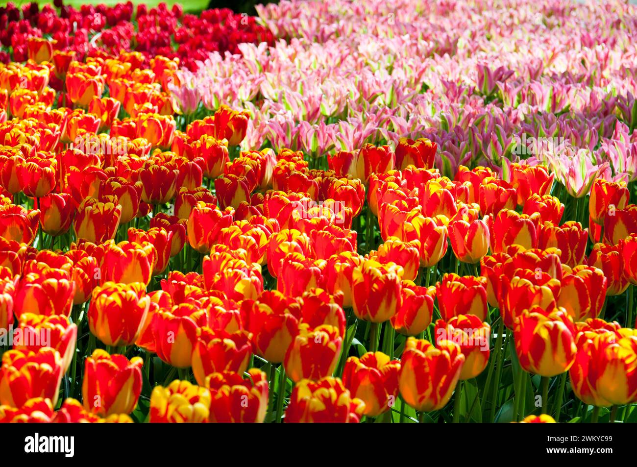Tulpen bunt hi-res stock photography and images - Alamy