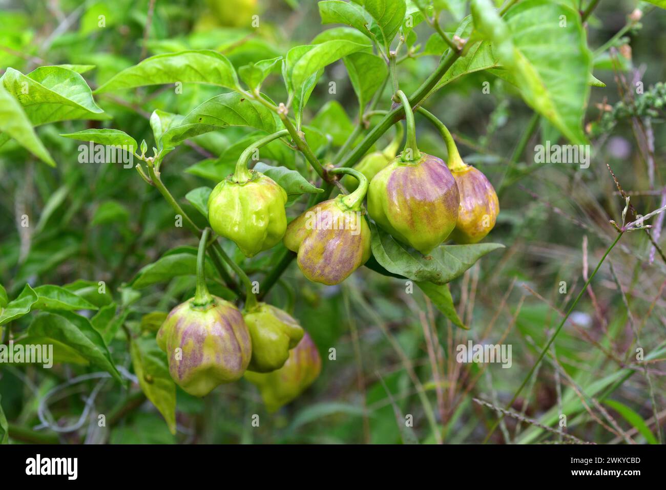 Habanero-type pepper (Capsicum chinensis) is an annual plant native to ...