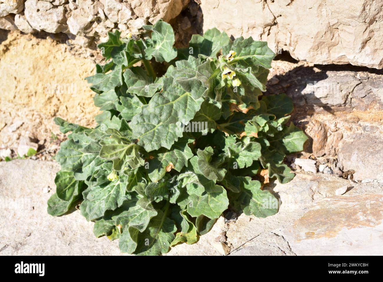 White henbane hi-res stock photography and images - Alamy