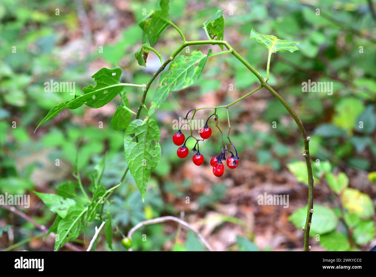Bitter nightshde hi-res stock photography and images - Alamy