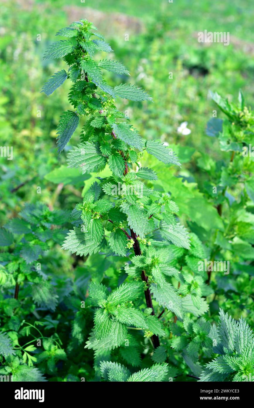 Ortiga menor hi-res stock photography and images - Alamy