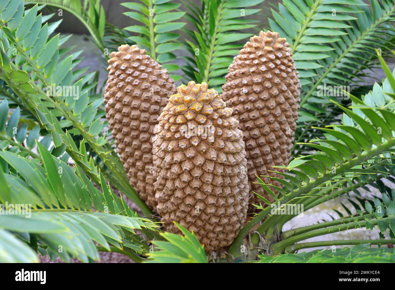 Breadtree or eastern Cape giant cycad (Encephalartos alstensteinii) is ...