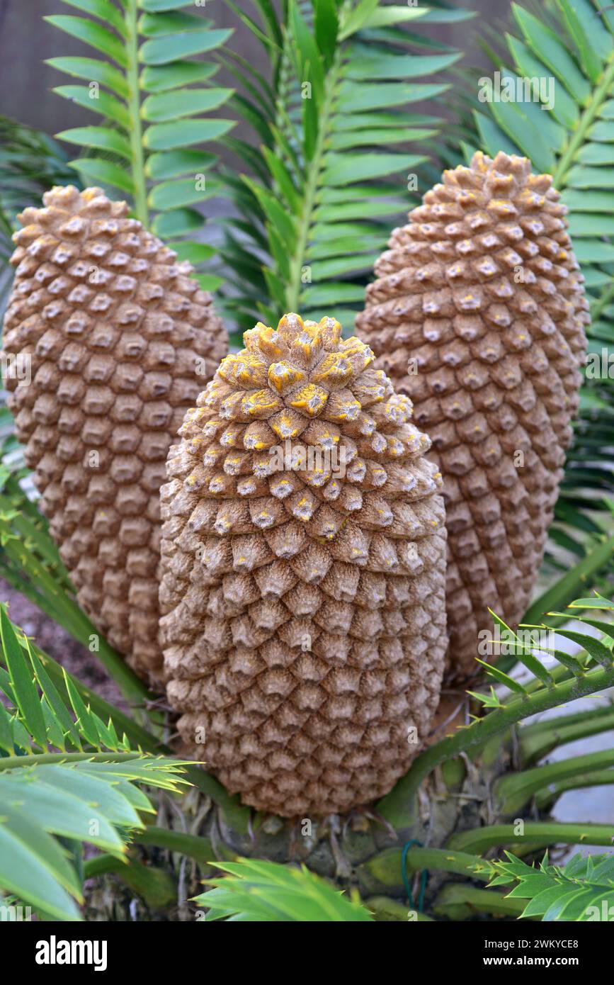 Breadtree or eastern Cape giant cycad (Encephalartos alstensteinii) is ...