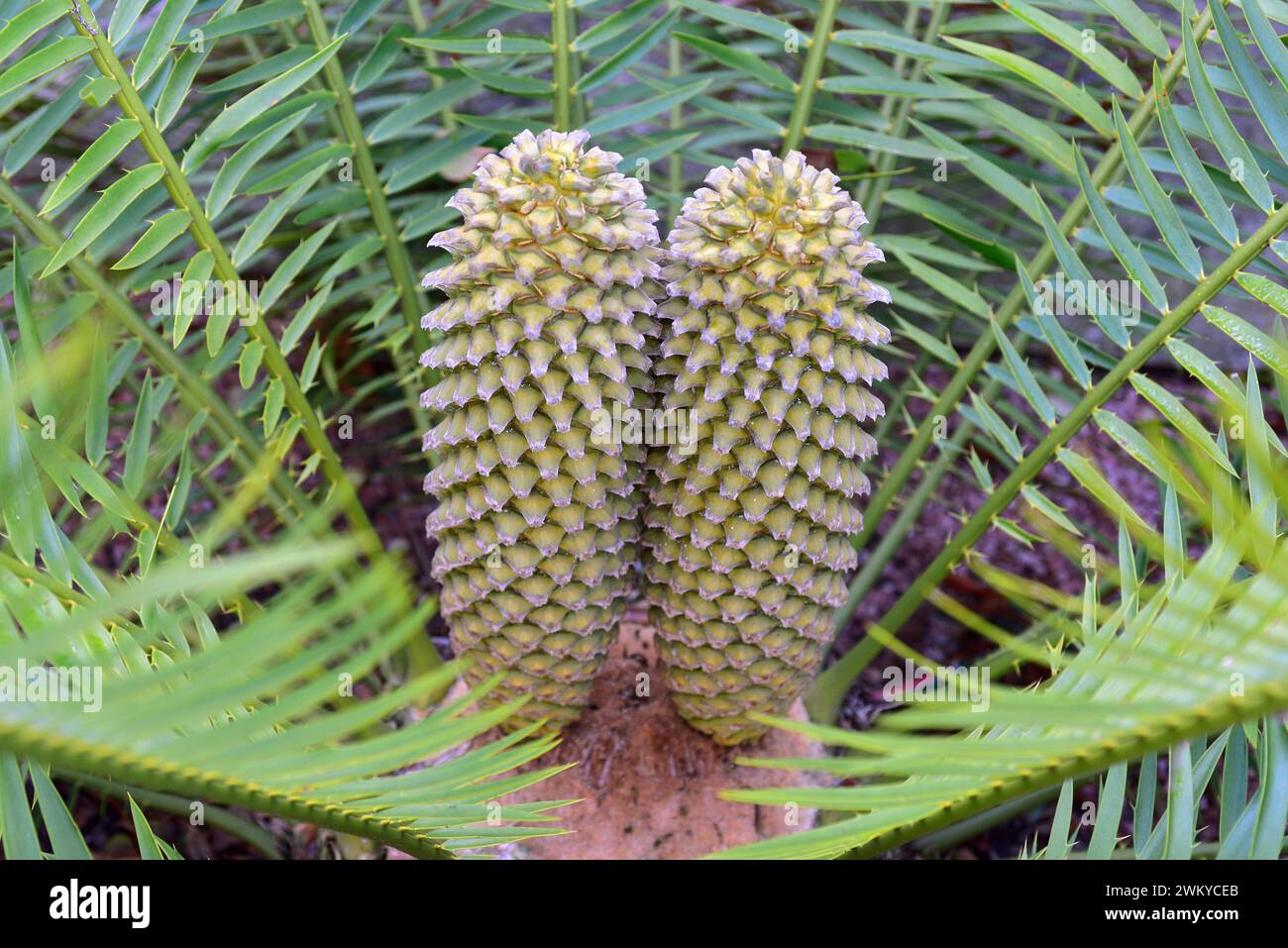 Lebombo cycad (Encephalartos senticosus) is a perennial shrub native to ...