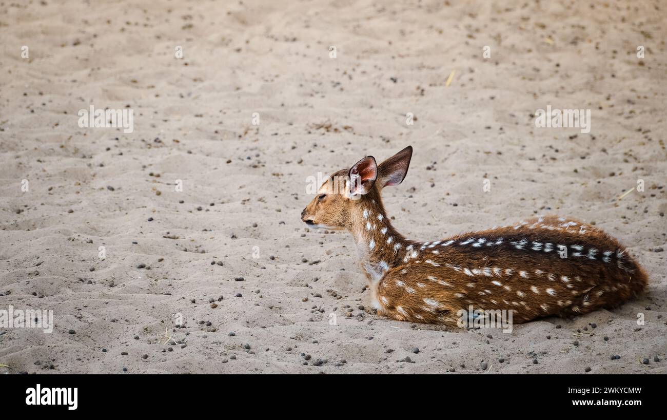 The chital or cheetal also known as the spotted deer, chital deer and ...