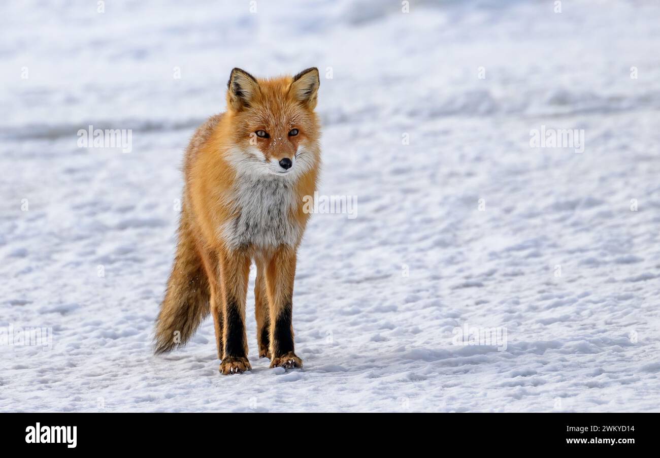 Furen lake hi-res stock photography and images - Alamy