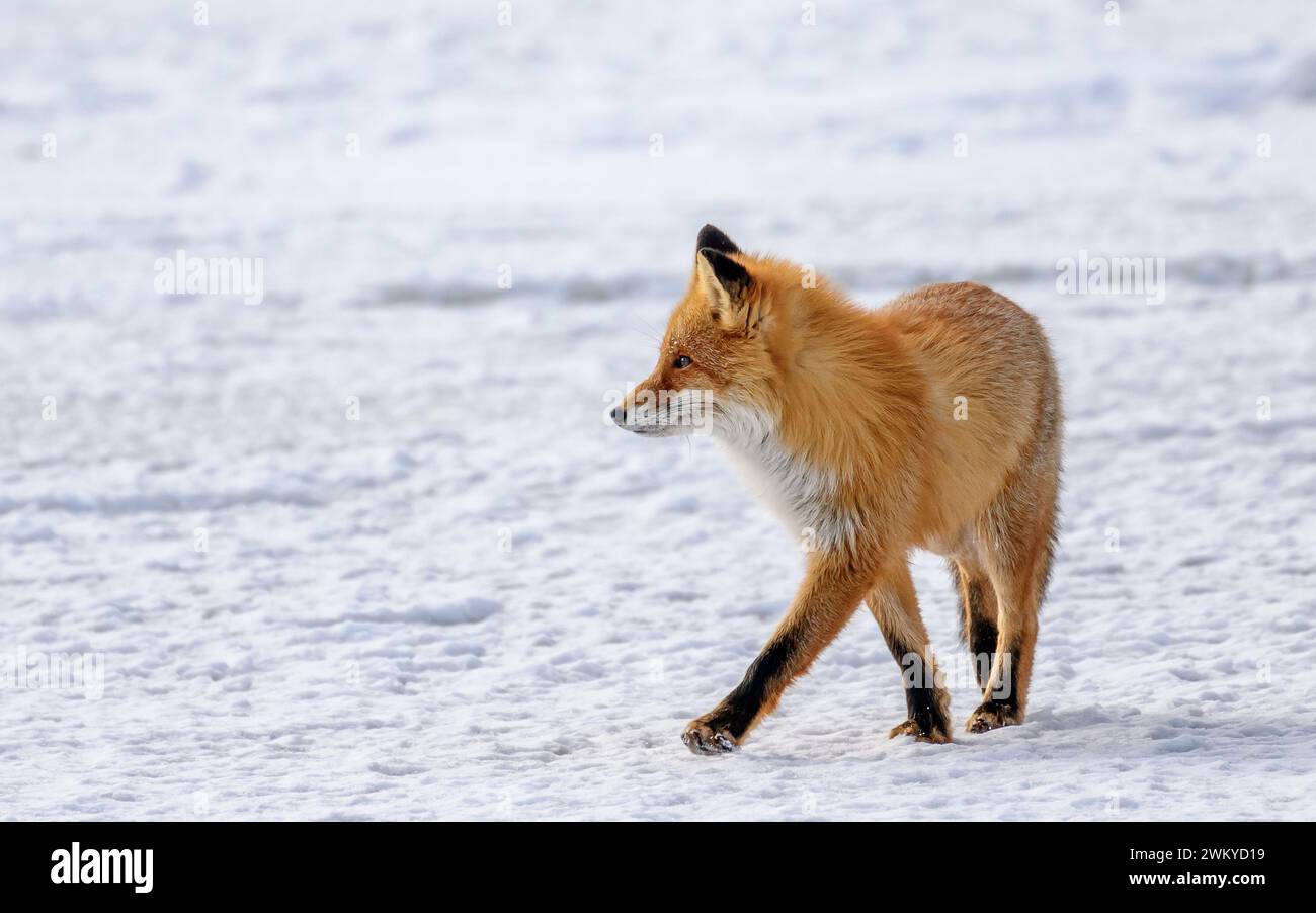 A scenic view of Ezo Fox at Lake Furen, Japan Stock Photo - Alamy