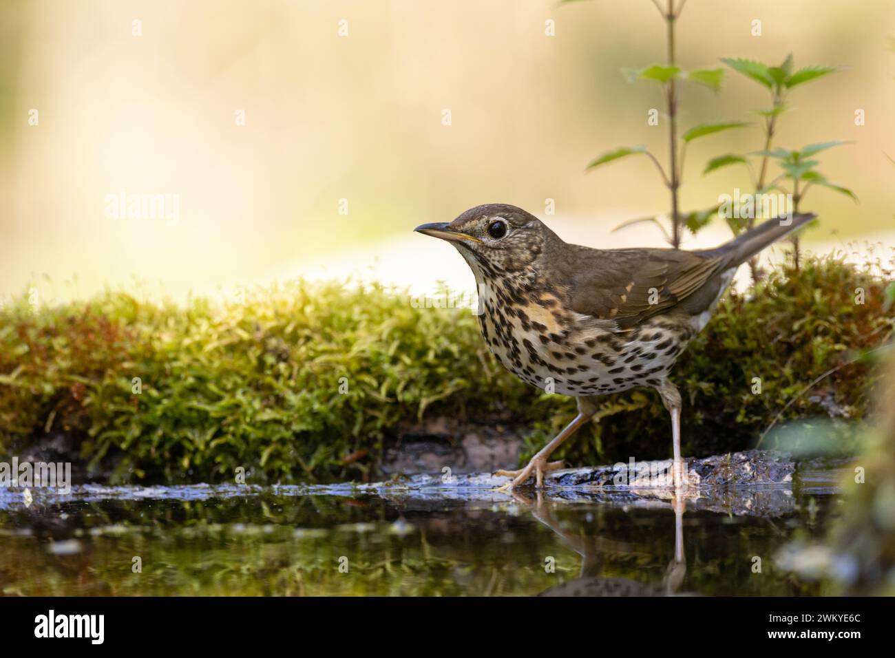 Song Trush Turdus philomelos on the forest puddle amazing warm light ...