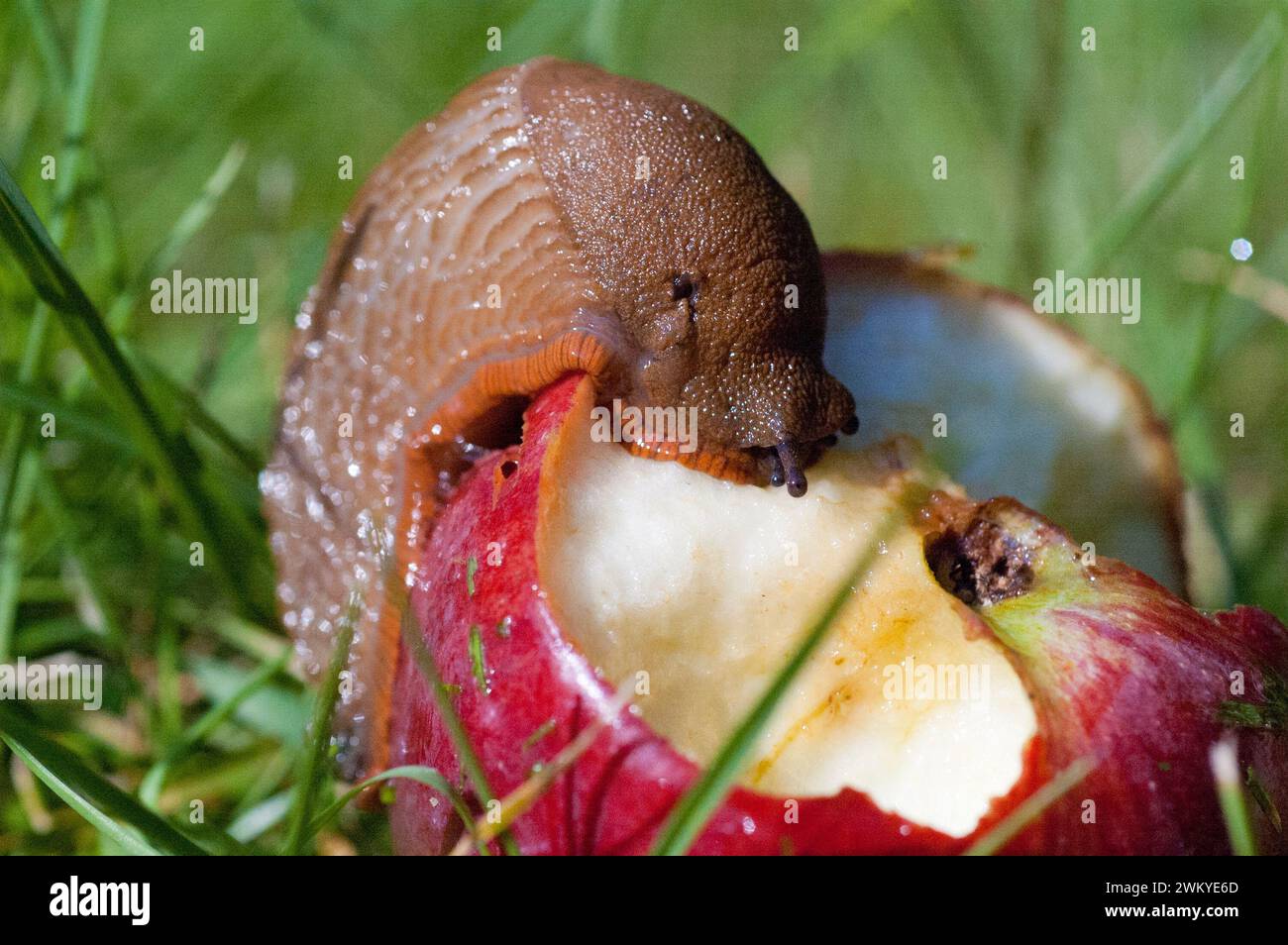 Schnecken plage hi-res stock photography and images - Alamy