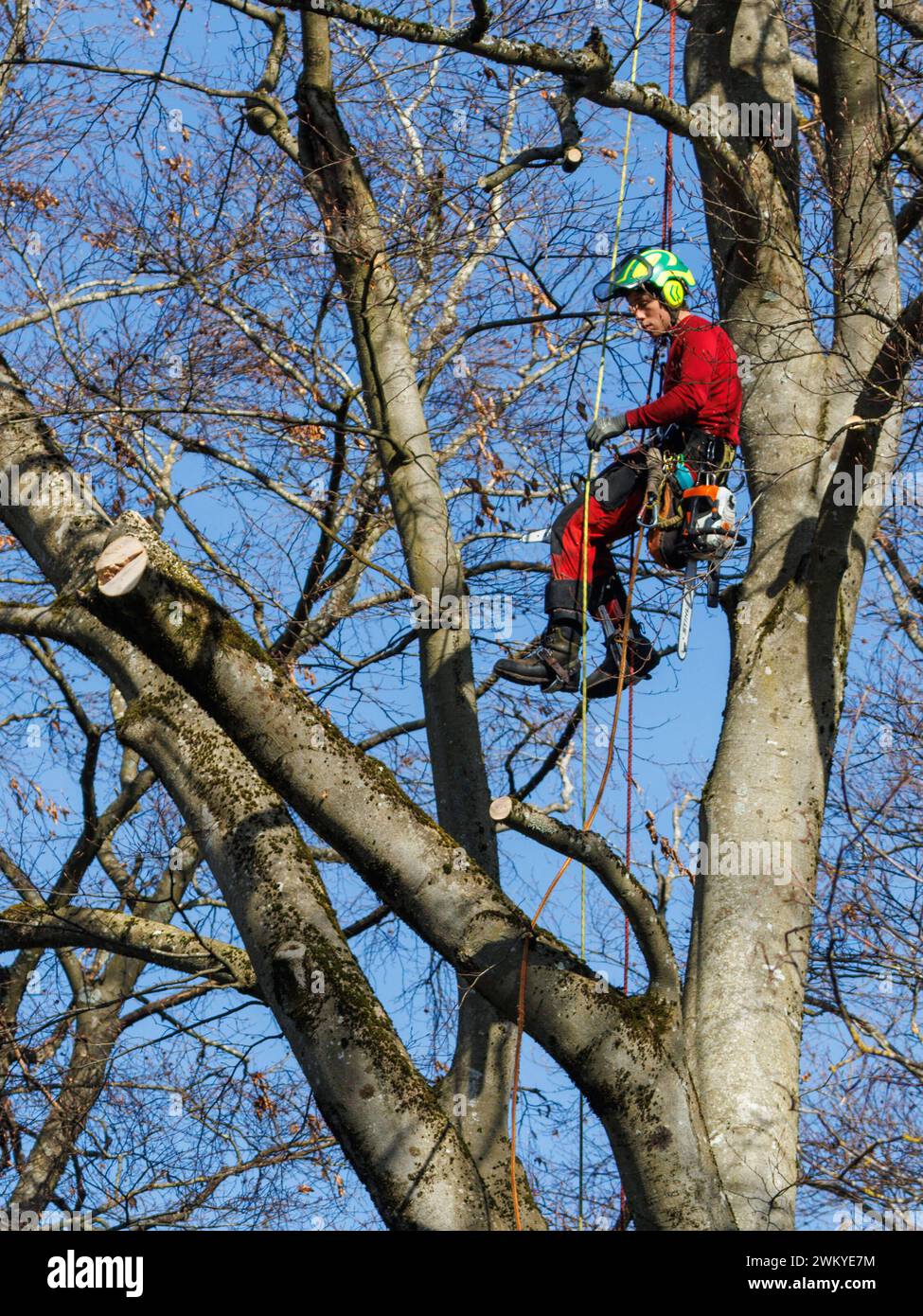 Faellarbeiten hi-res stock photography and images - Alamy