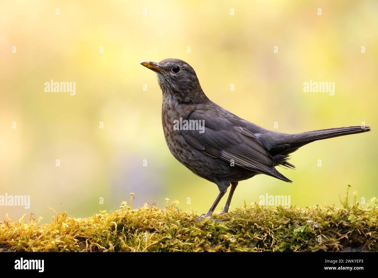 female Blackbird Turdus merula on the forest puddle amazing warm light ...