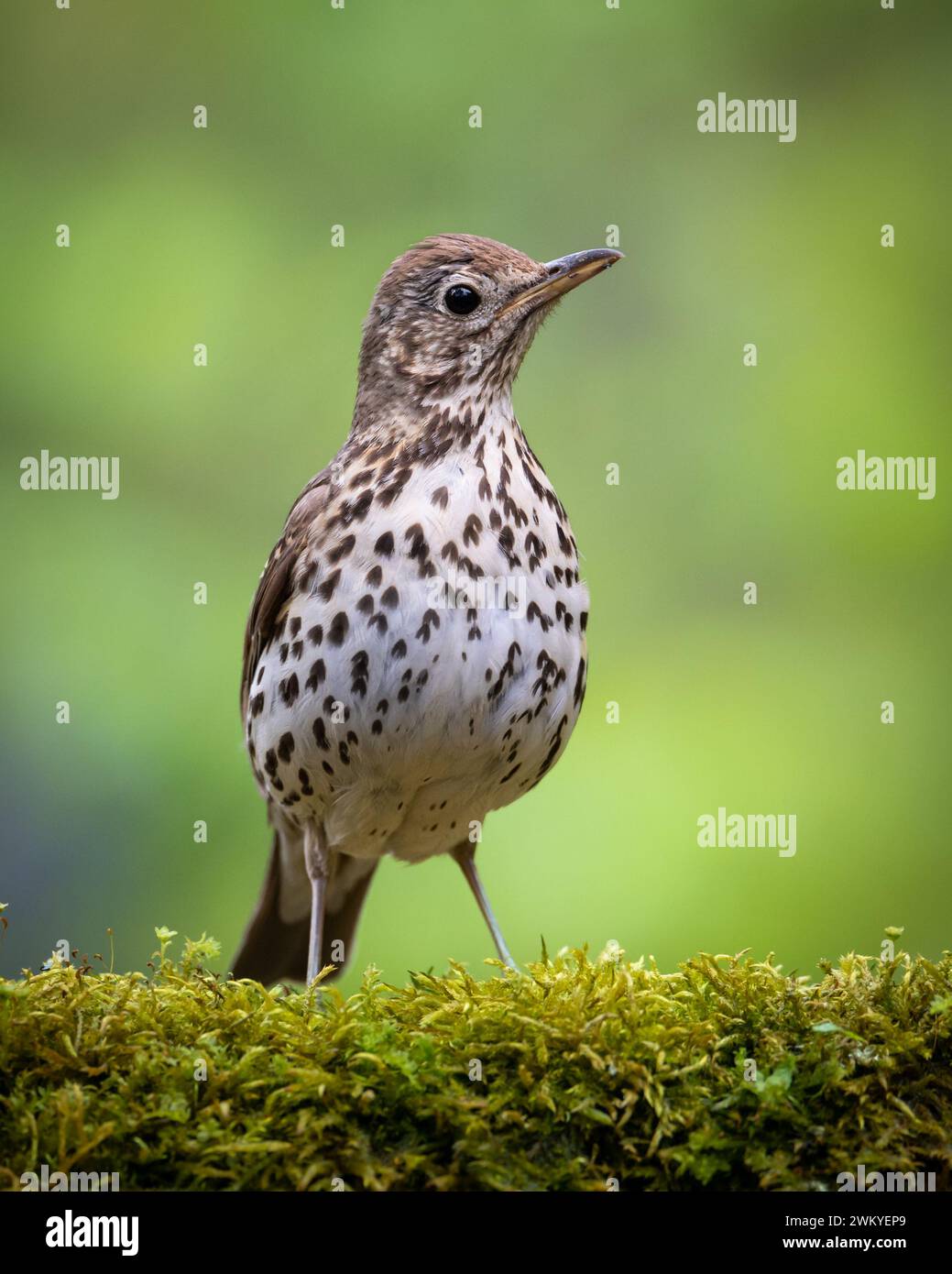 Song Trush Turdus philomelos on the forest puddle amazing warm light ...