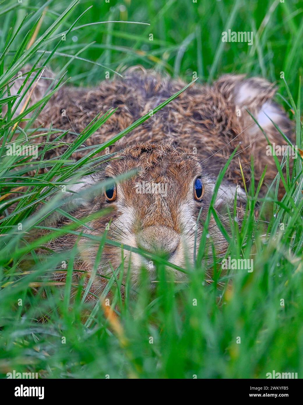 Hare in a scrape hi-res stock photography and images - Alamy