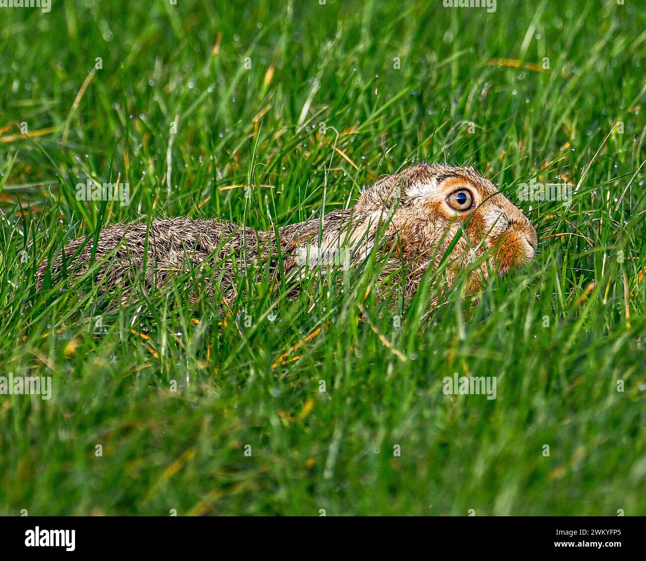 Hare scrape hi-res stock photography and images - Alamy
