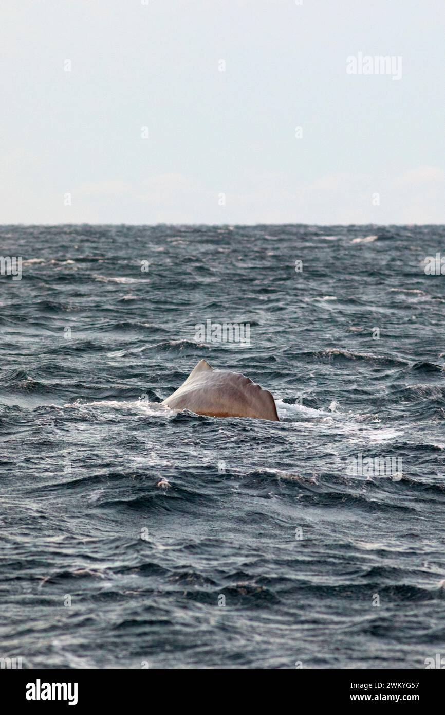 Sperm whales physeter hi-res stock photography and images - Alamy