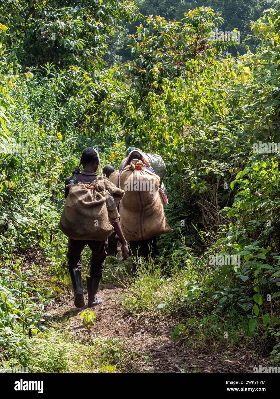 On the Kilembe Trail in the Rwenzori Mountains in Uganda Stock Photo ...