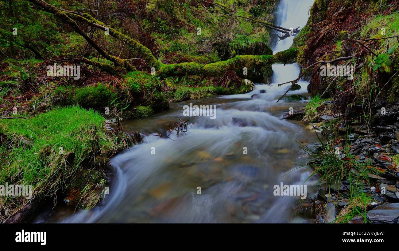 Celtic rainforest wales hi-res stock photography and images - Alamy