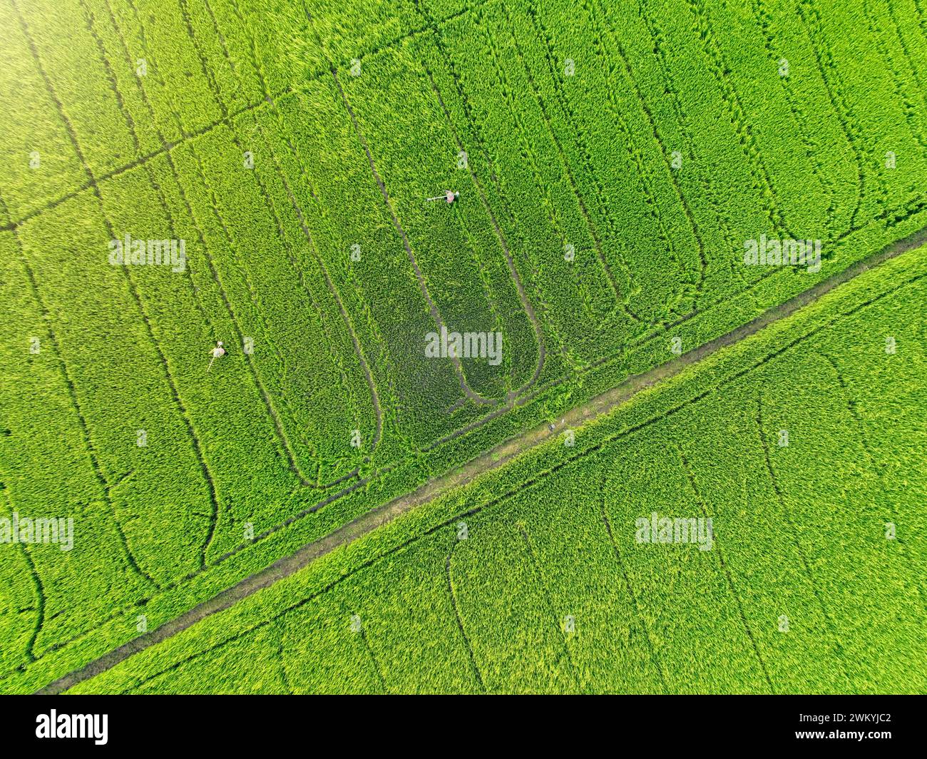 Sustainable agriculture. Aerial view of green rice farm. Beauty nature ...