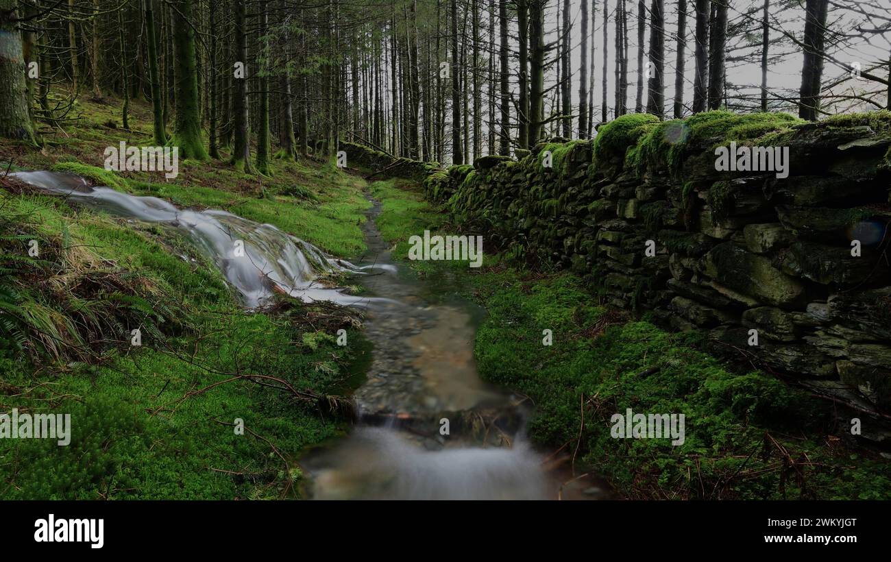 woodland in Gwynedd Wales UK showing old moss covered wall footpath ...