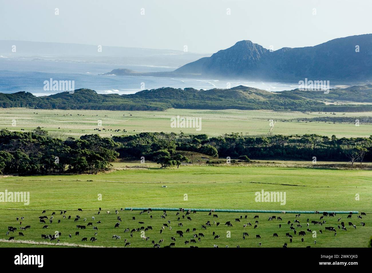 Dairy cattle with Mount Cameron in the background, west coast, Tasmania ...