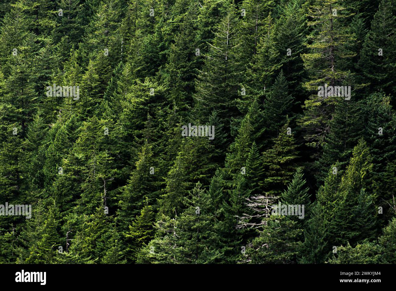Top shot view trees forest hi-res stock photography and images - Alamy