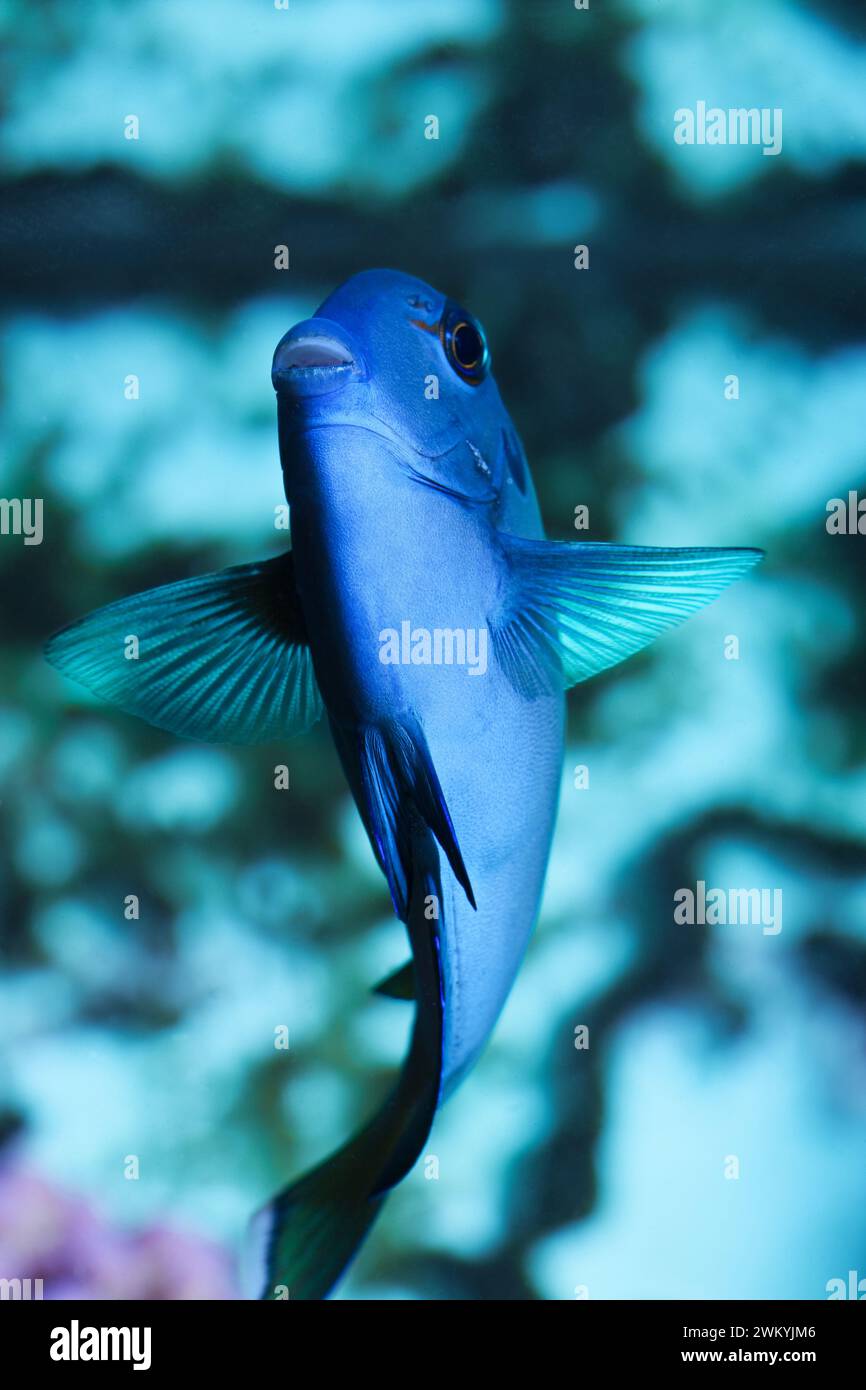 Tank released hi-res stock photography and images - Alamy