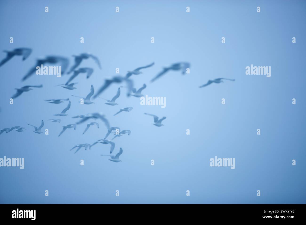 Bird flying in the fog hi-res stock photography and images - Alamy