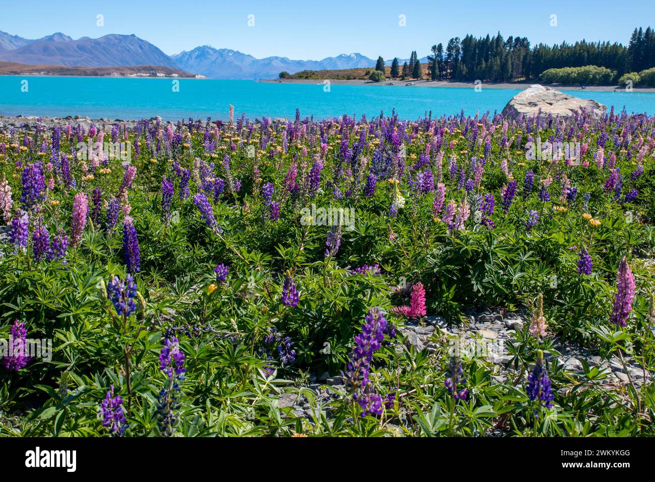 Lake Tekapo is a small township located at the southern end of the lake ...