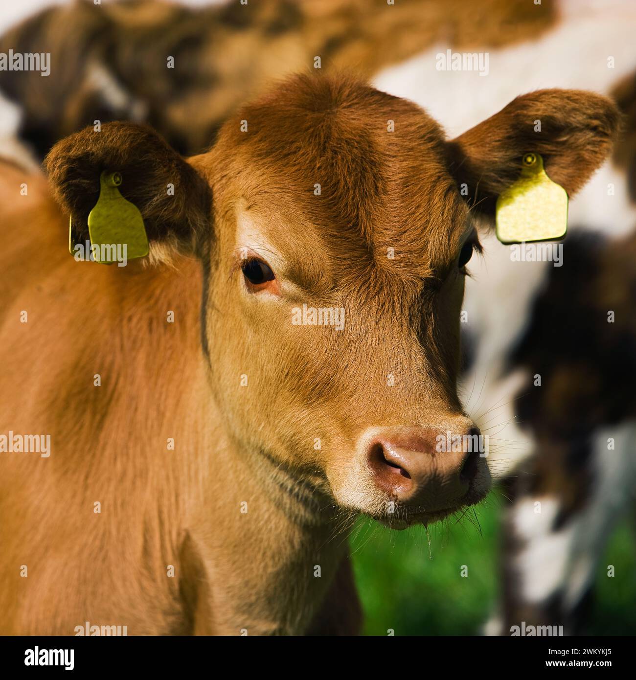 Icelandic cow hi-res stock photography and images - Alamy