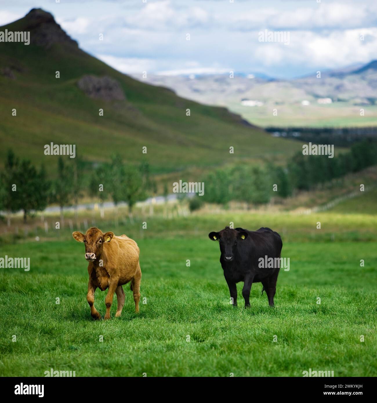 Icelandic cattle hi-res stock photography and images - Alamy