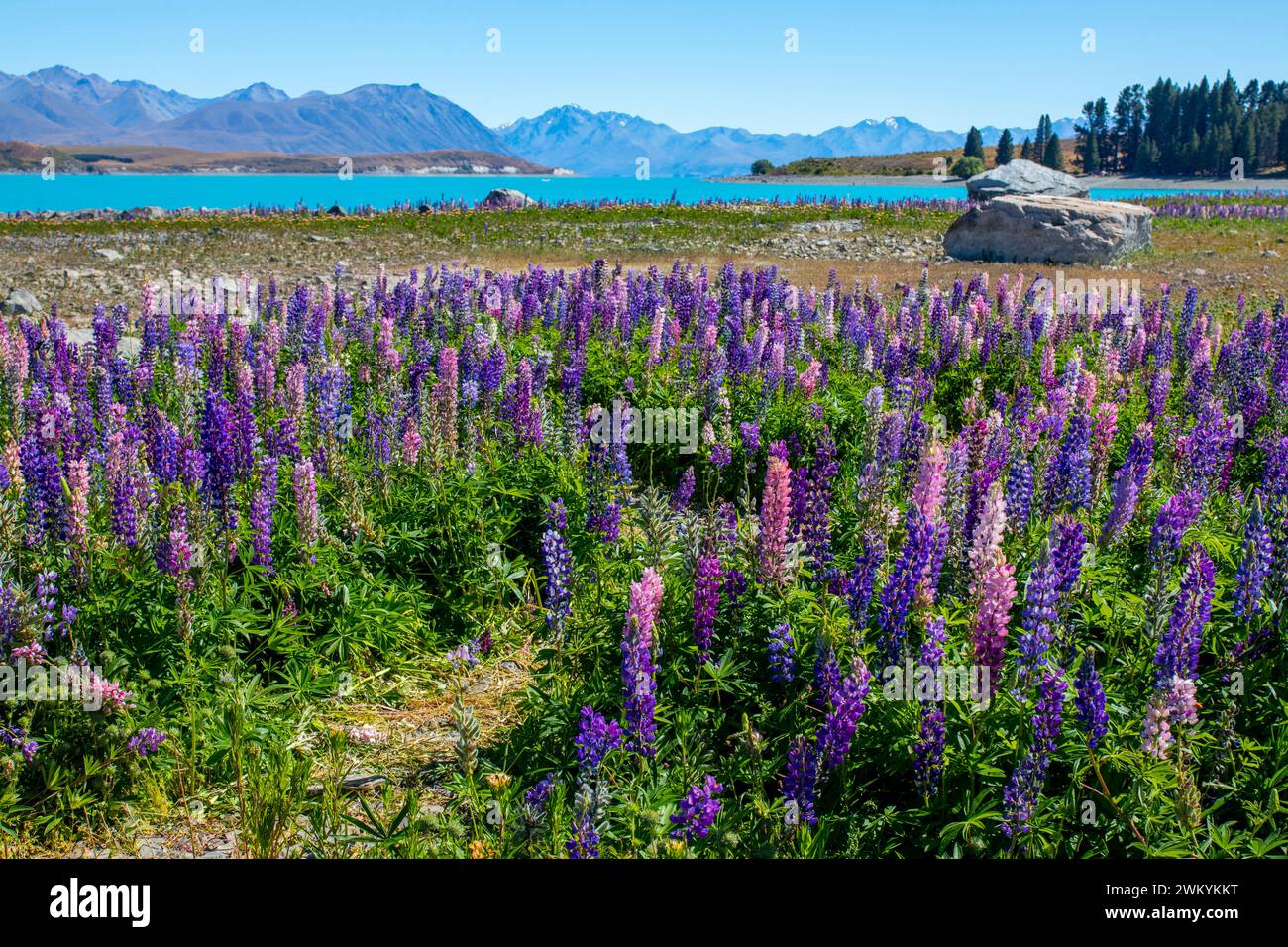 Lake Tekapo is a small township located at the southern end of the lake ...