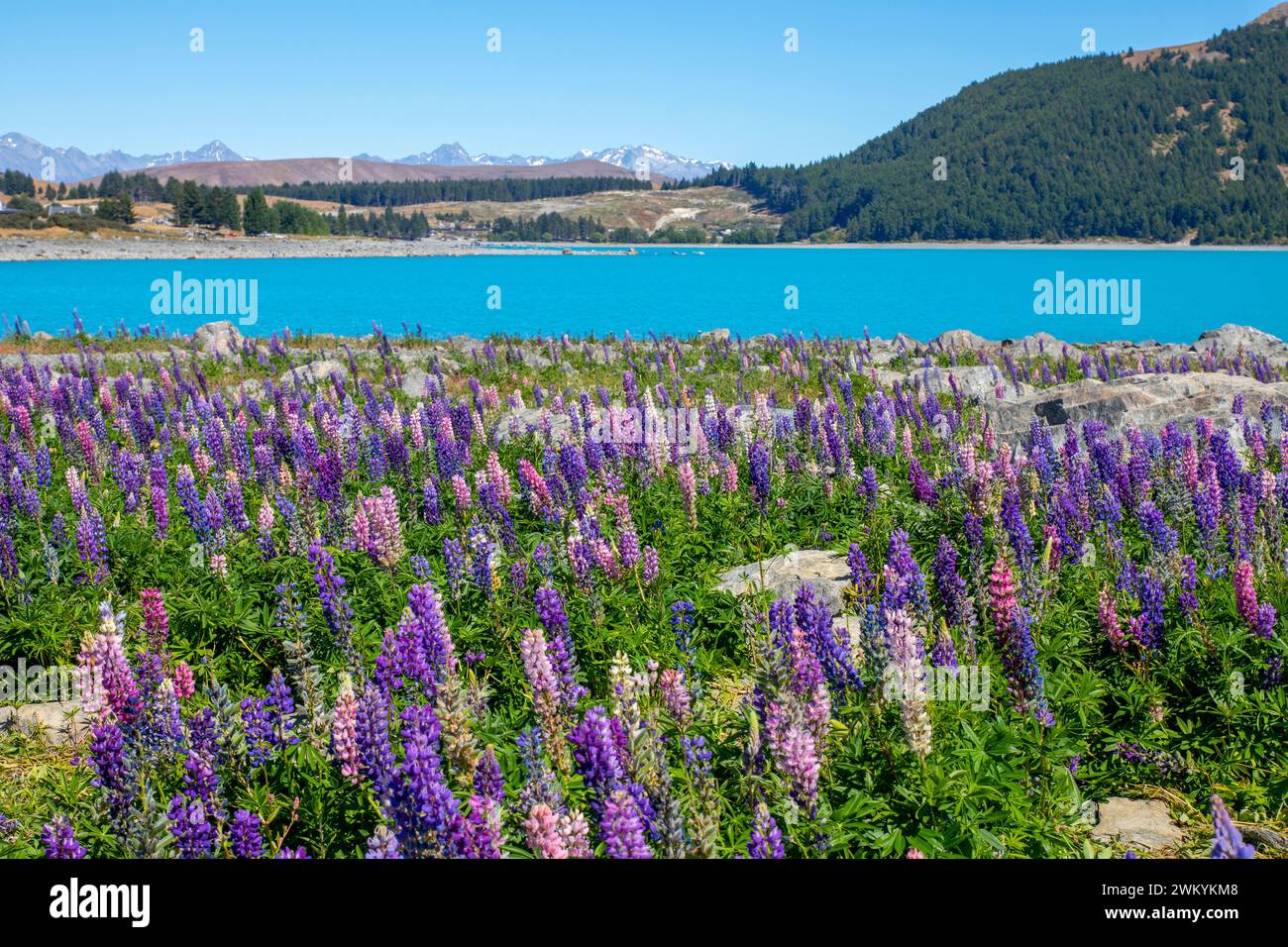 Lake Tekapo is a small township located at the southern end of the lake ...