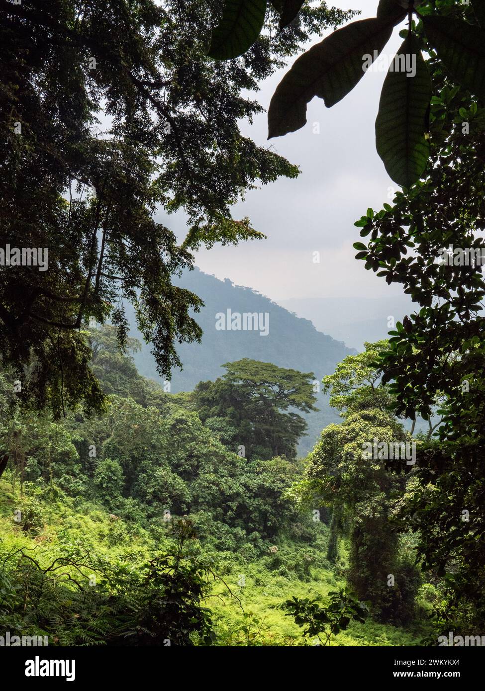 On the Kilembe Trail in the Rwenzori Mountains in Uganda Stock Photo ...