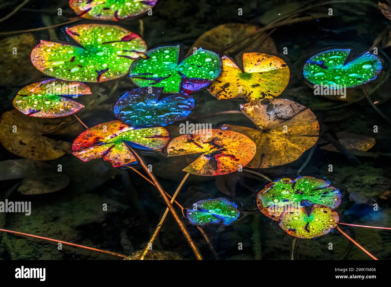 Colorful Fall Lily Pads Tofuku-Ji Zen Buddhist Temple Kyoto Japa Stock ...