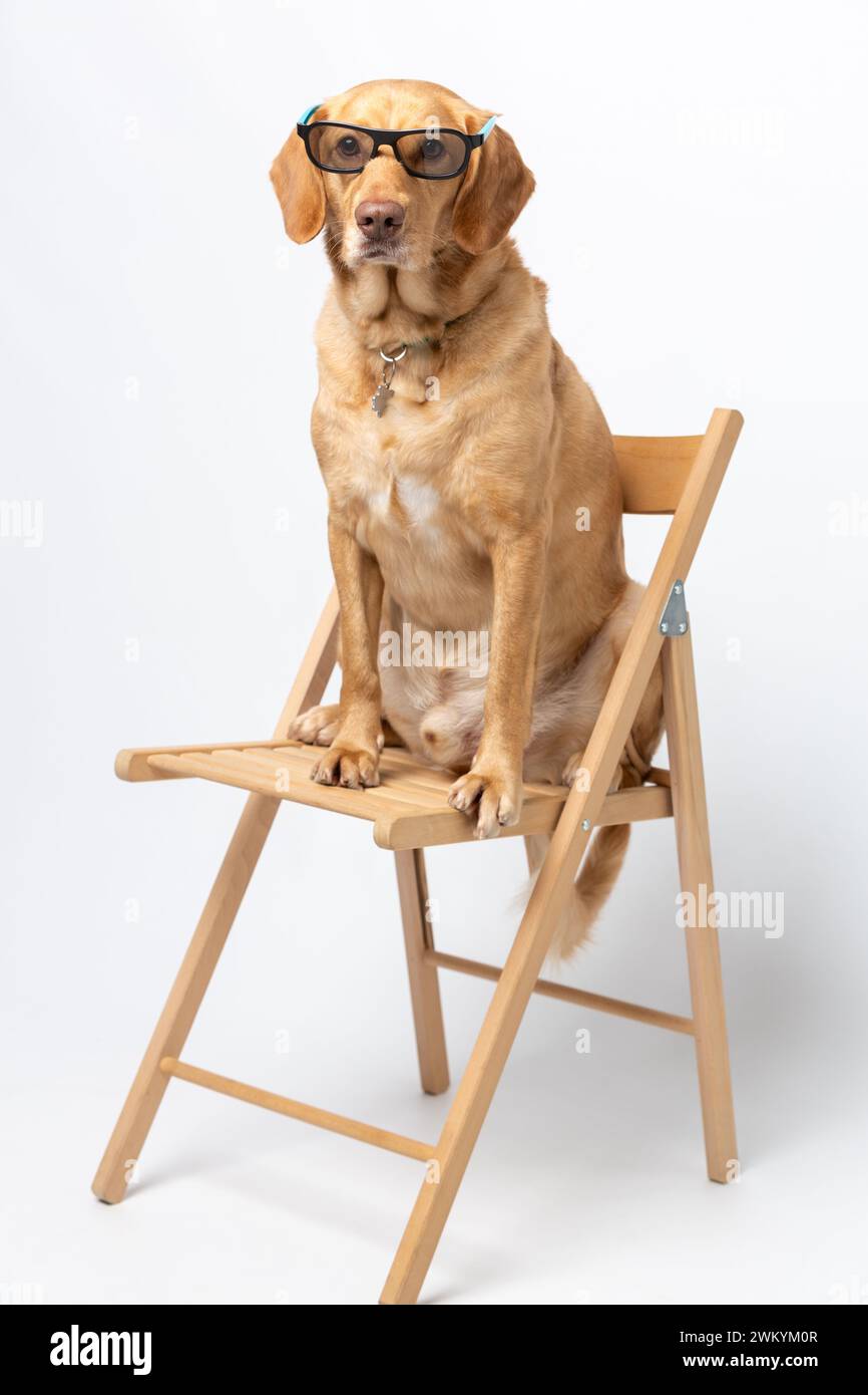 Vertical portrait of labrador retriever wearing cinematic movie glasses ...