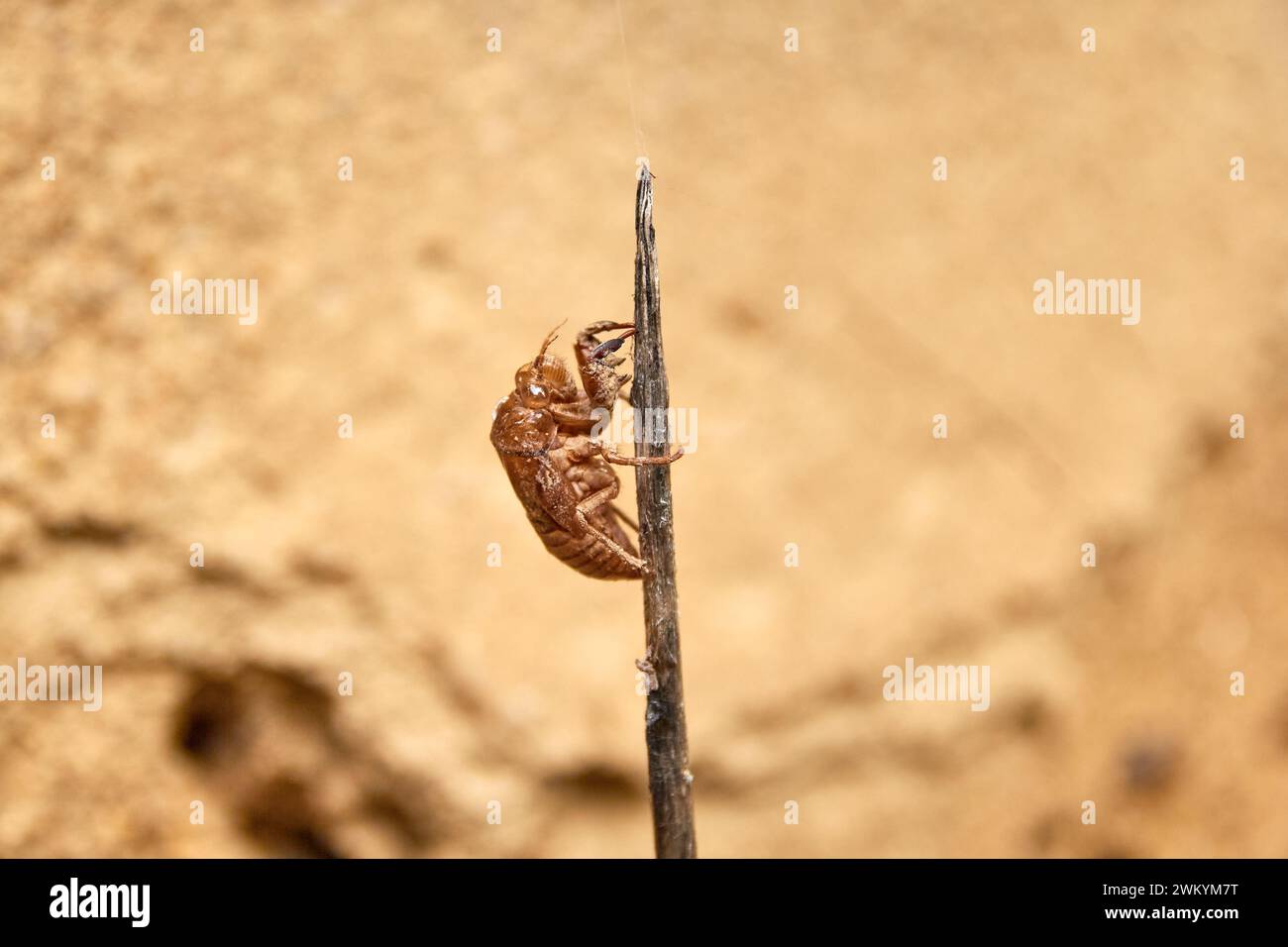 Cicada nymph hi-res stock photography and images - Alamy