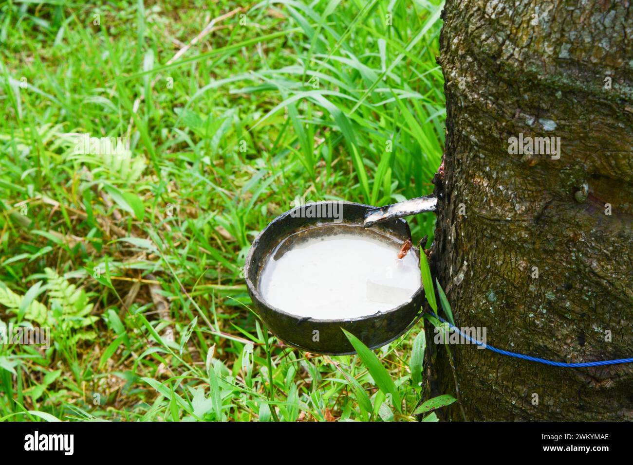 Latex is extracted from natural rubber rubber tree sources, Indonesia ...