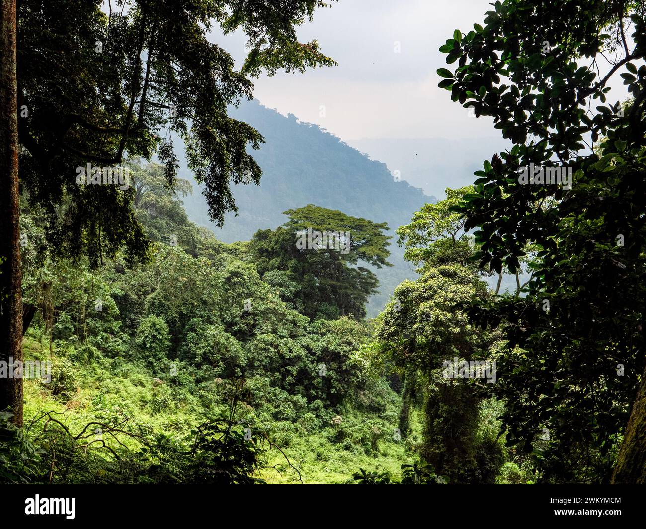 On the Kilembe Trail in the Rwenzori Mountains in Uganda Stock Photo ...