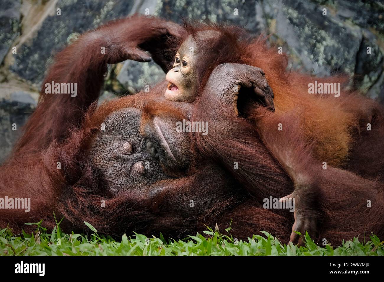 Mother and baby bornean orangutan Stock Photo - Alamy