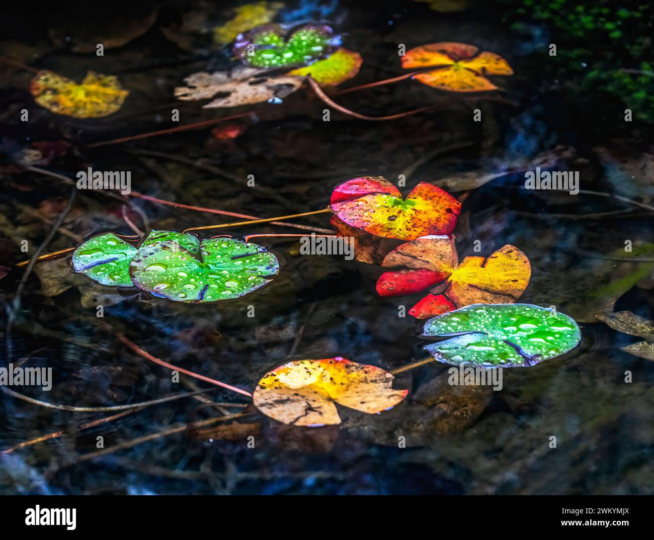 Colorful Fall Lily Pads Tofuku-Ji Zen Buddhist Temple Kyoto Japa Stock ...