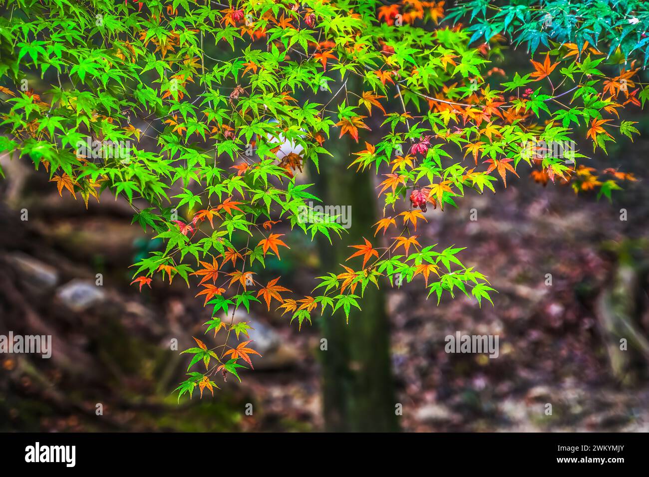 Colorful Fall Leaves Tofuku-Ji Zen Buddhist Temple Kyoto Japan Stock ...