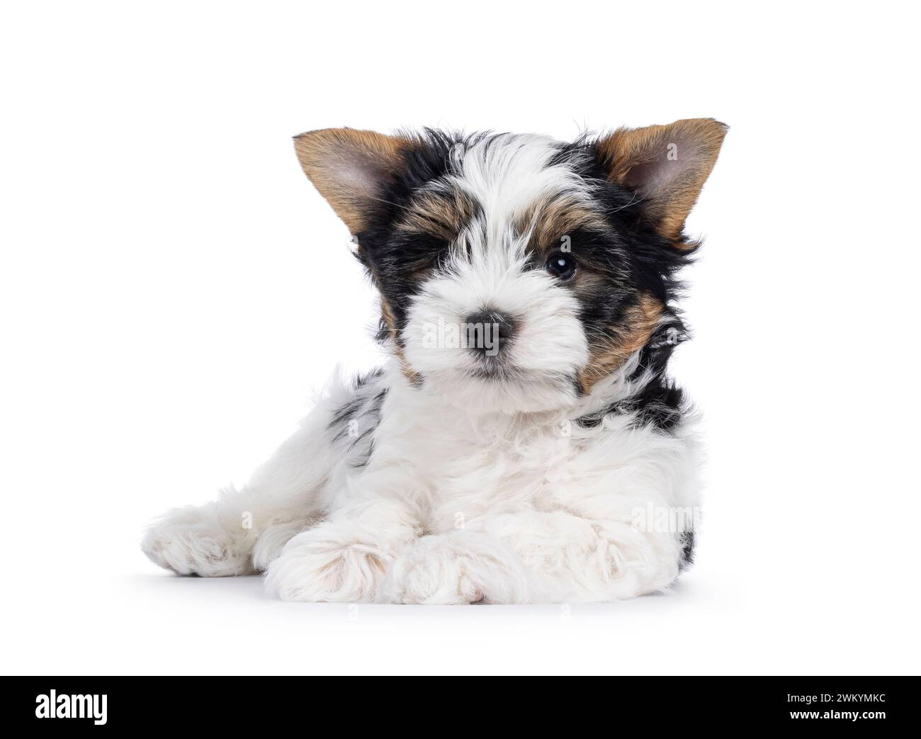 Very cute Biewer Terrier dog pup, laying facing front. Looking straight ...