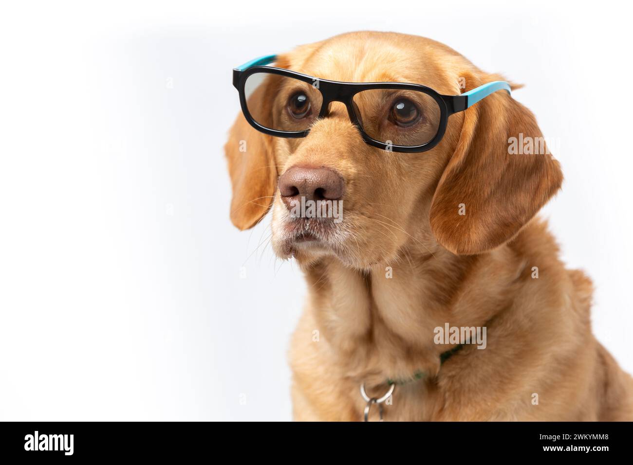 Close up horizontal portrait of retriever wearing movie glasses looking ...