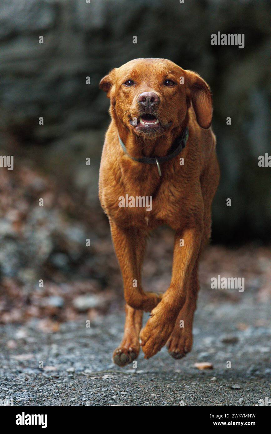 Labrador showlinie hi-res stock photography and images - Alamy