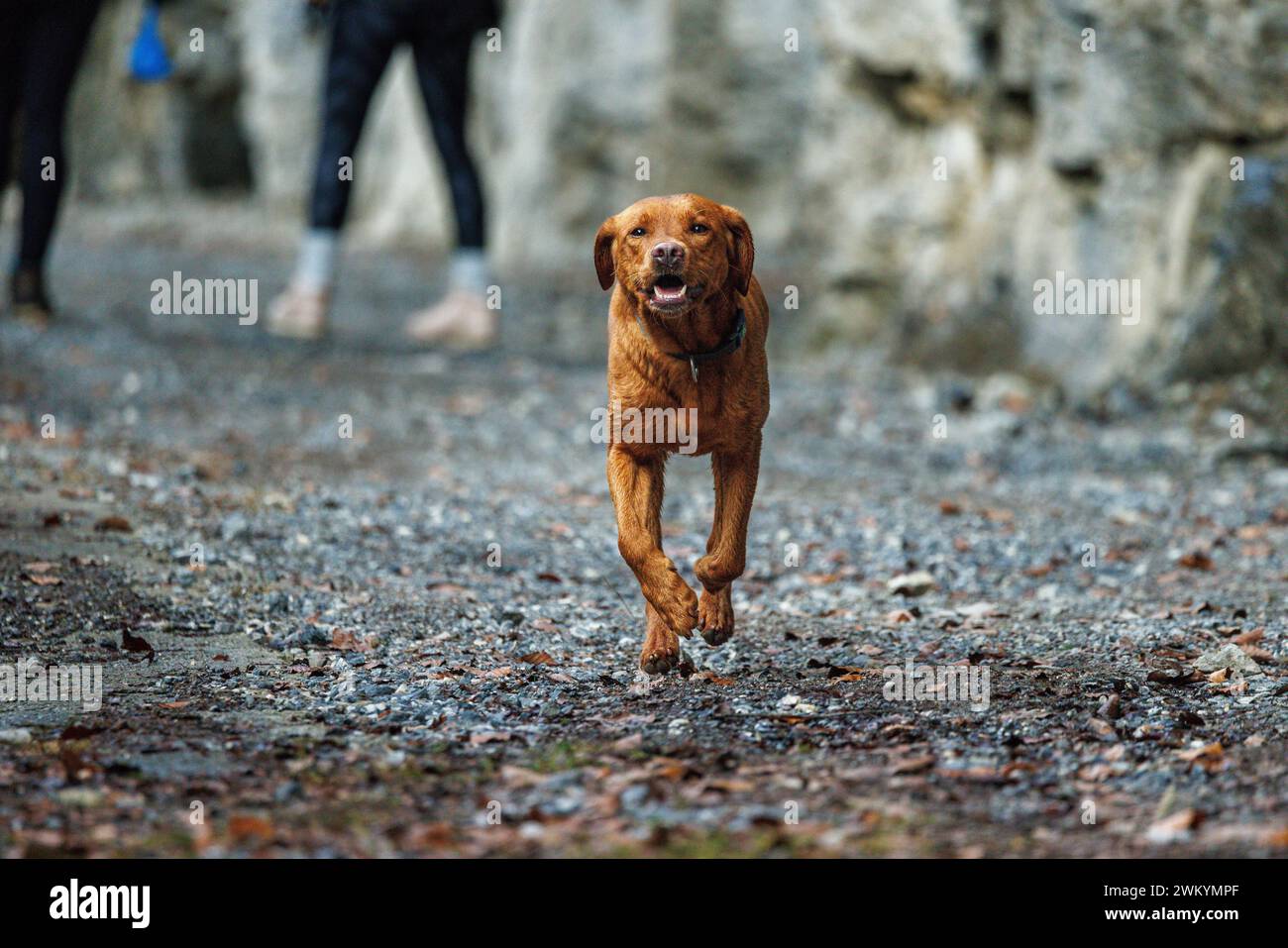 Labrador showlinie hi-res stock photography and images - Alamy